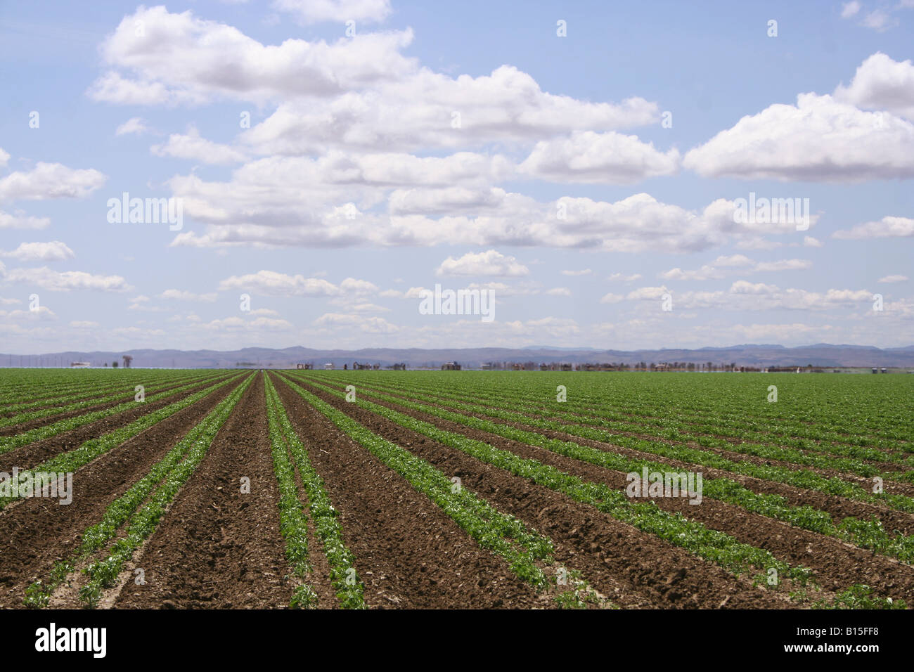 Farm fields in California's San Juaquin Valley Stock Photo - Alamy