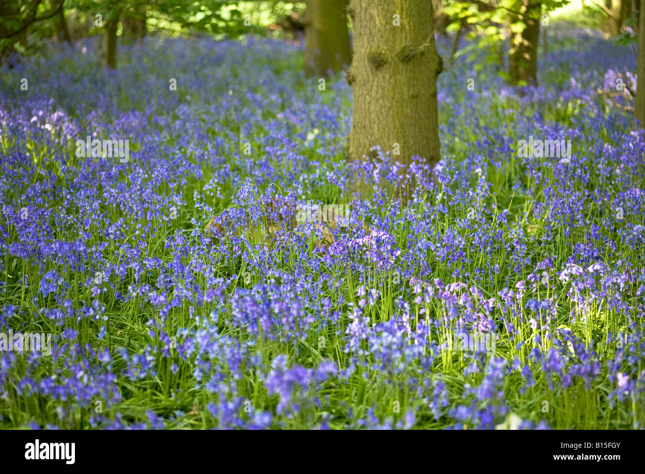 Wild Bluebells and tree trunks in the Norfolk countryside Stock Photo ...