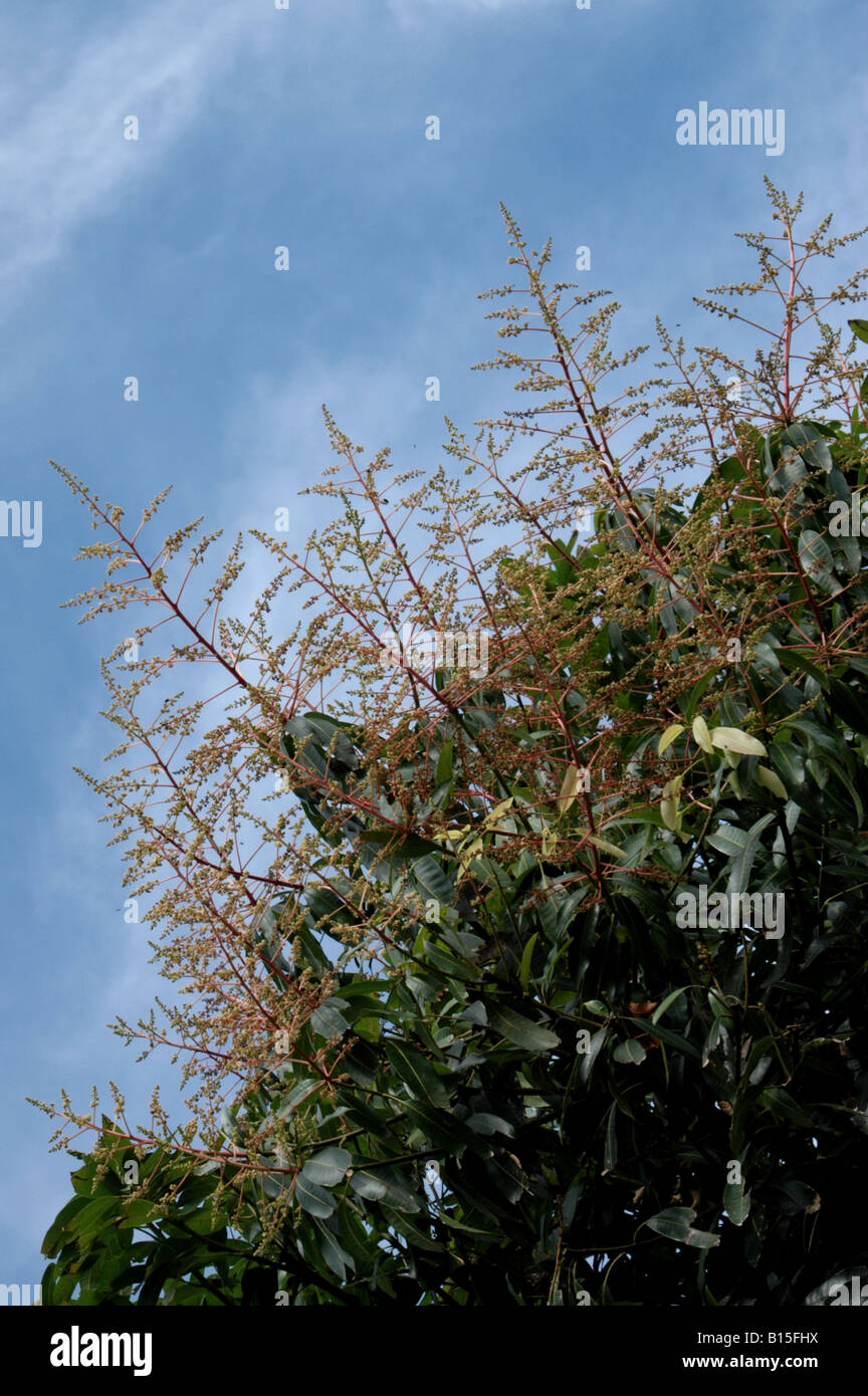 Mango Tree High Resolution Stock Photography and Images - Alamy