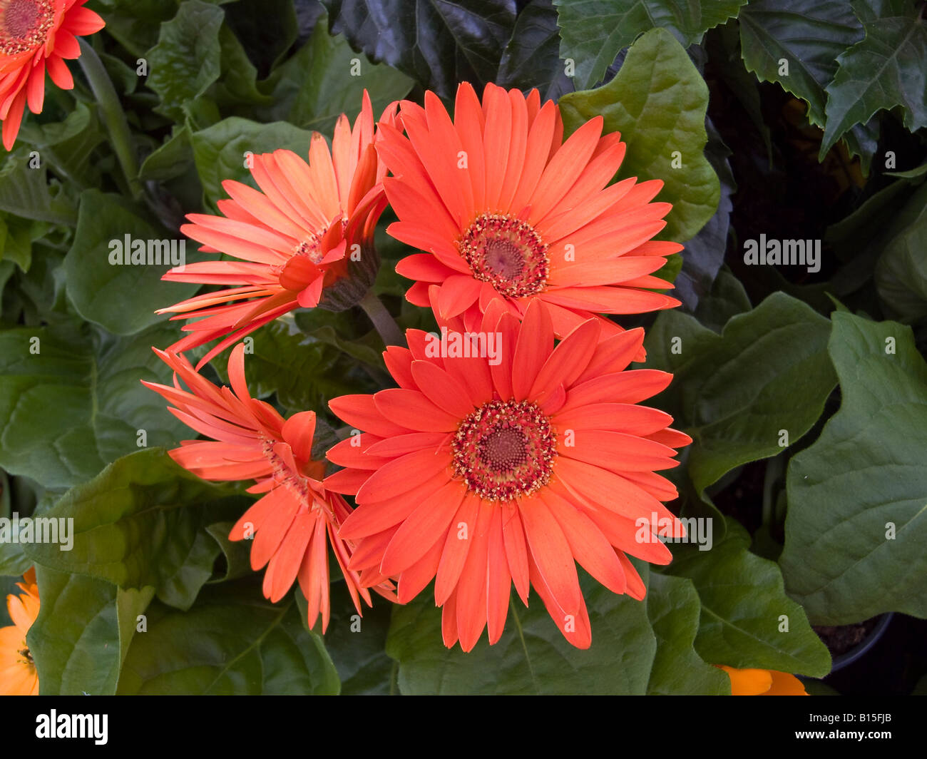 Coral pink gerbera flowers Stock Photo - Alamy