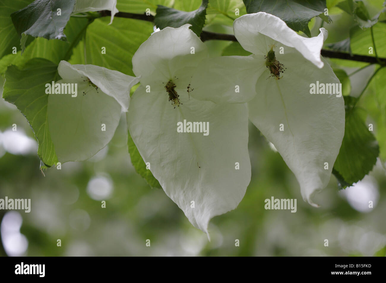 Davidia involucrata tree in bloom hi-res stock photography and images ...