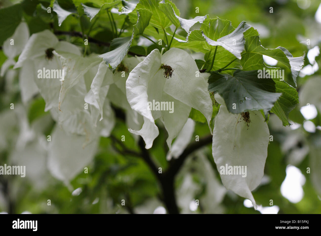 Davidia leaves and flowers during spring Stock Photo - Alamy