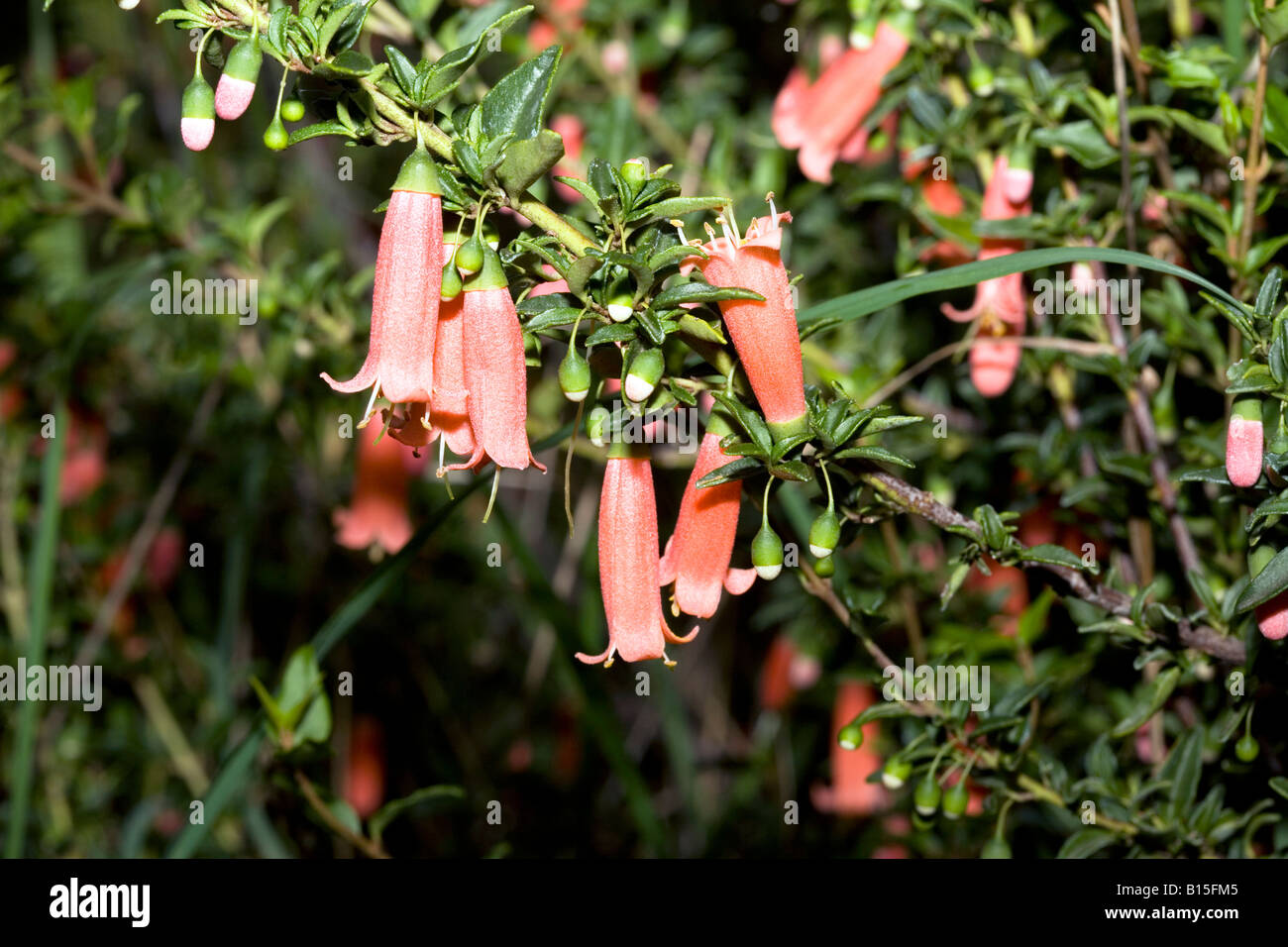 Correa-Correa pulchella-Family Rutaceae Stock Photo - Alamy