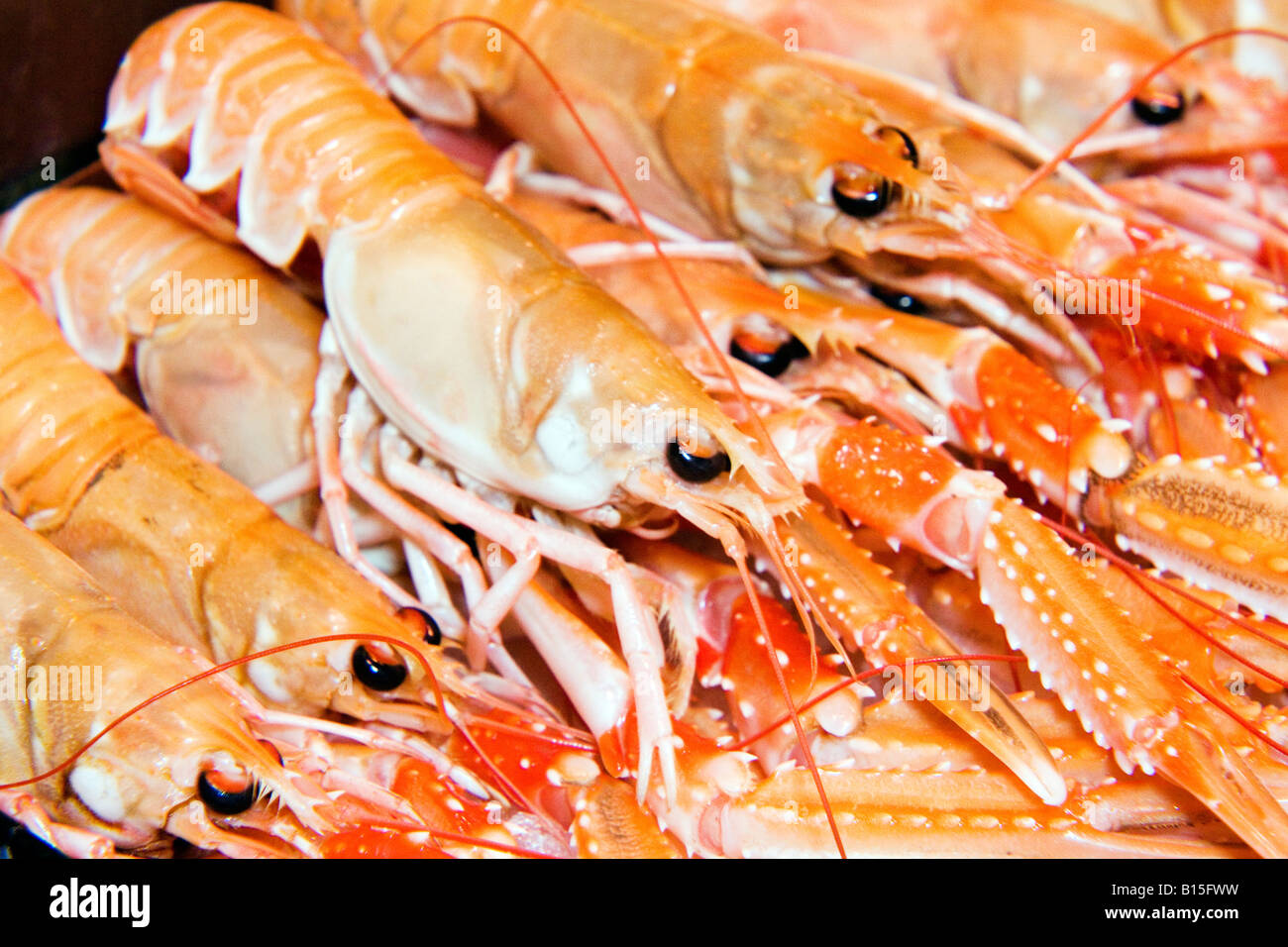 Scampi at the stall in Gothenburg s famous fish market Fisekörka in ...