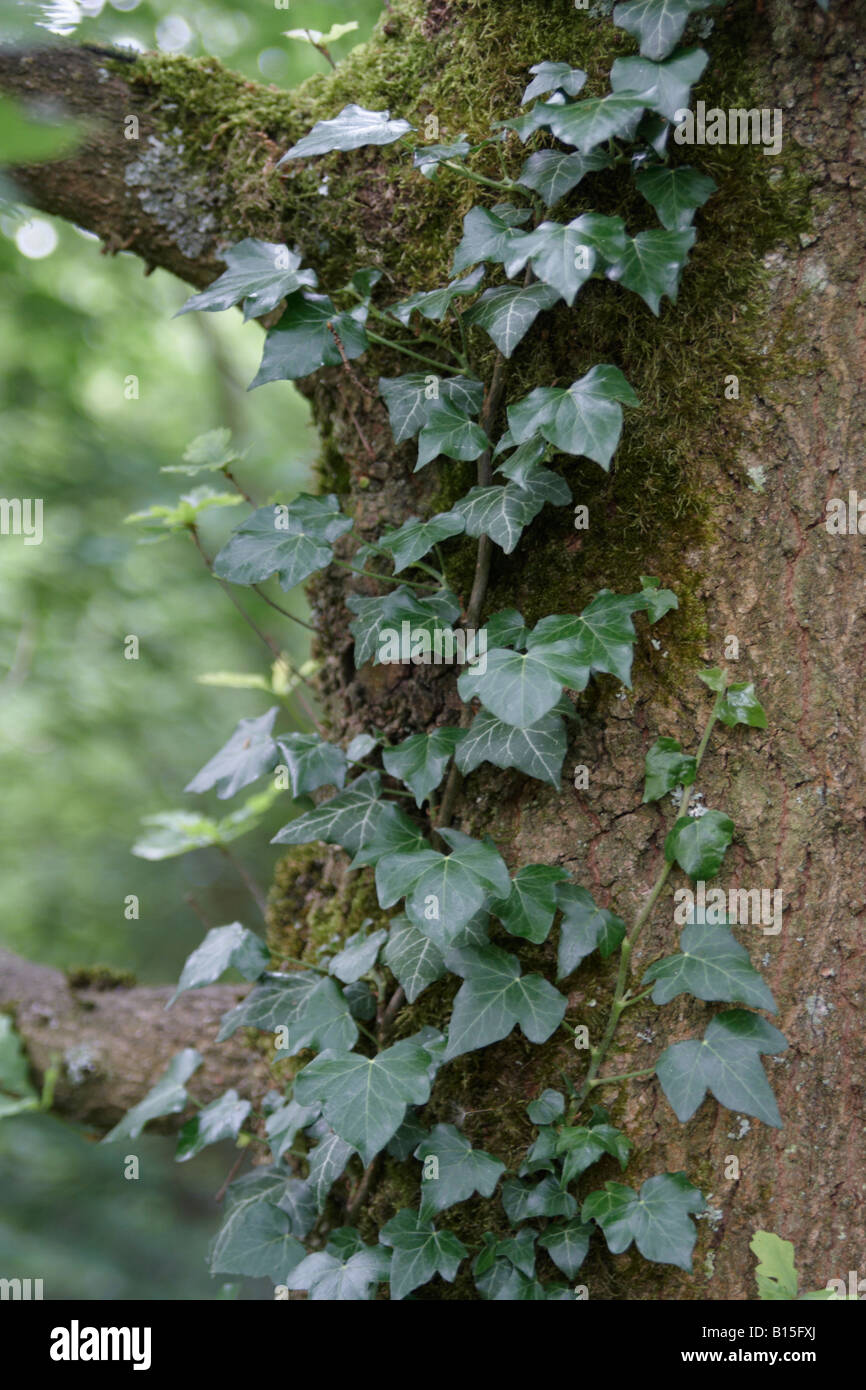 Evergreen tree bark hi-res stock photography and images - Alamy