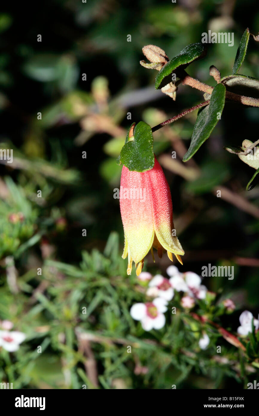 Common Correa-Correa reflexa-Family Rutaceae Stock Photo - Alamy