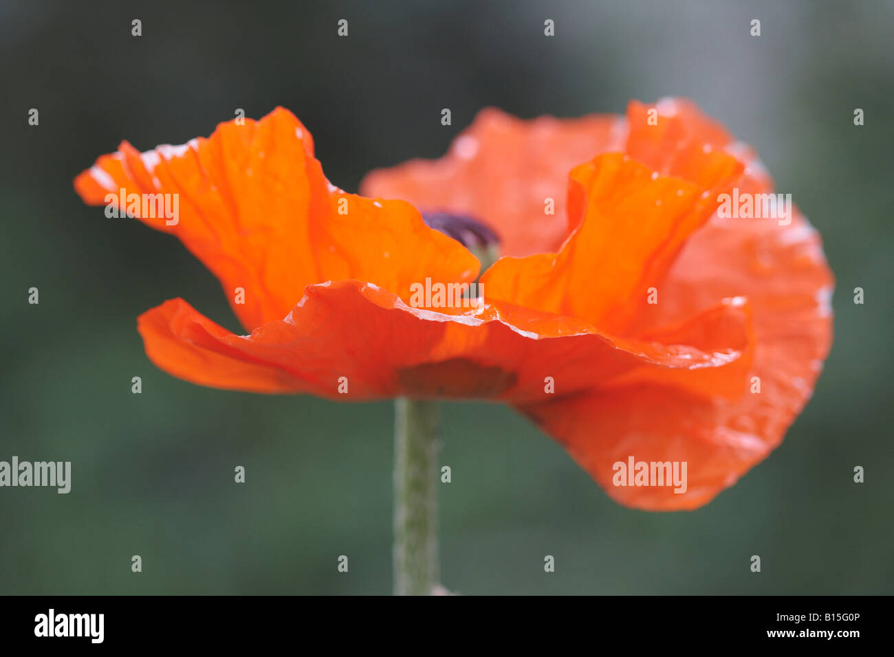 Fire poppy hi-res stock photography and images - Alamy