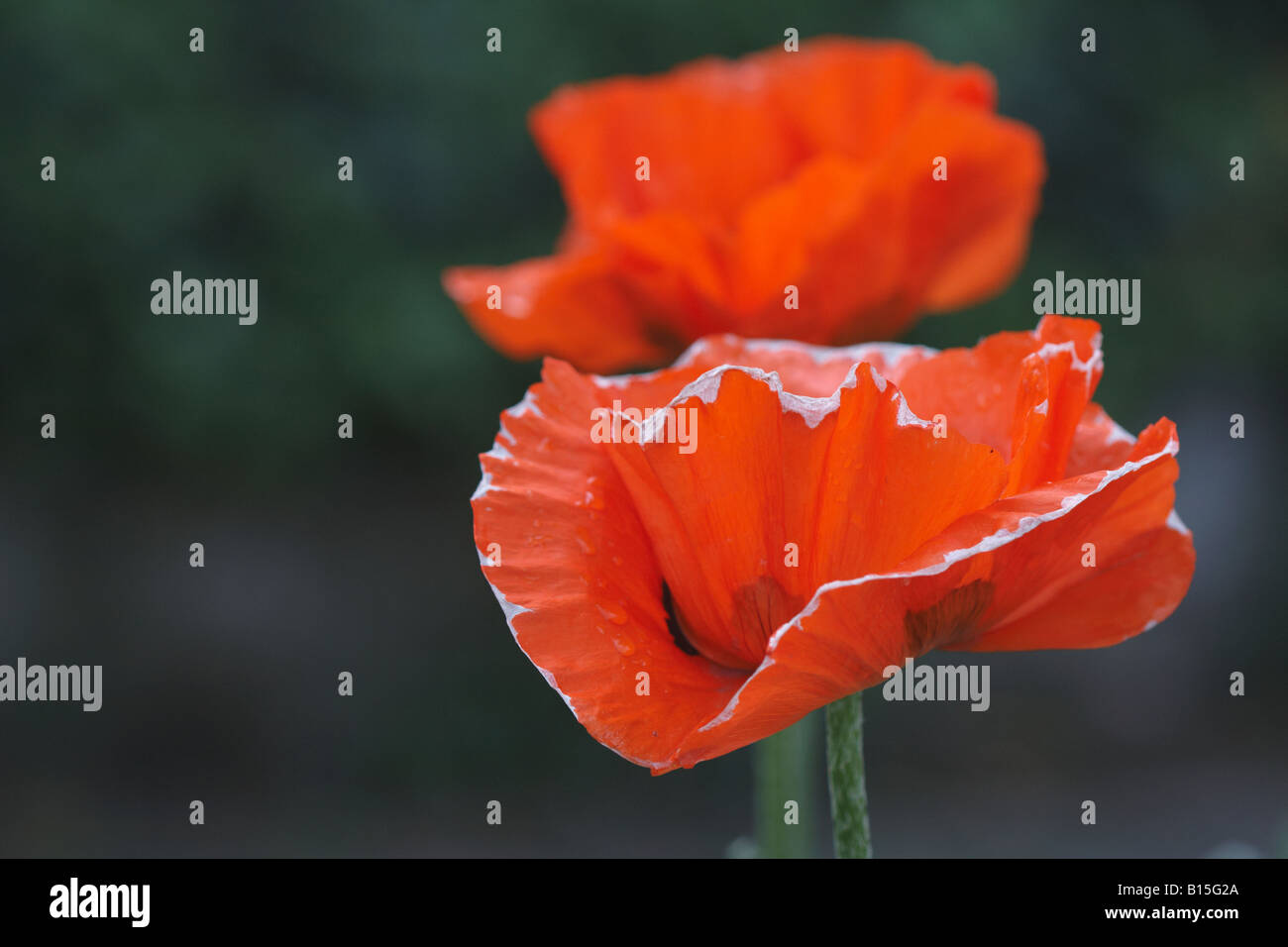 Close up with fire poppy flower Stock Photo - Alamy