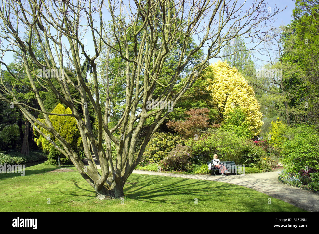 Bush leafless tree spring botanic garden Trompenburg lawn grass exotic ...
