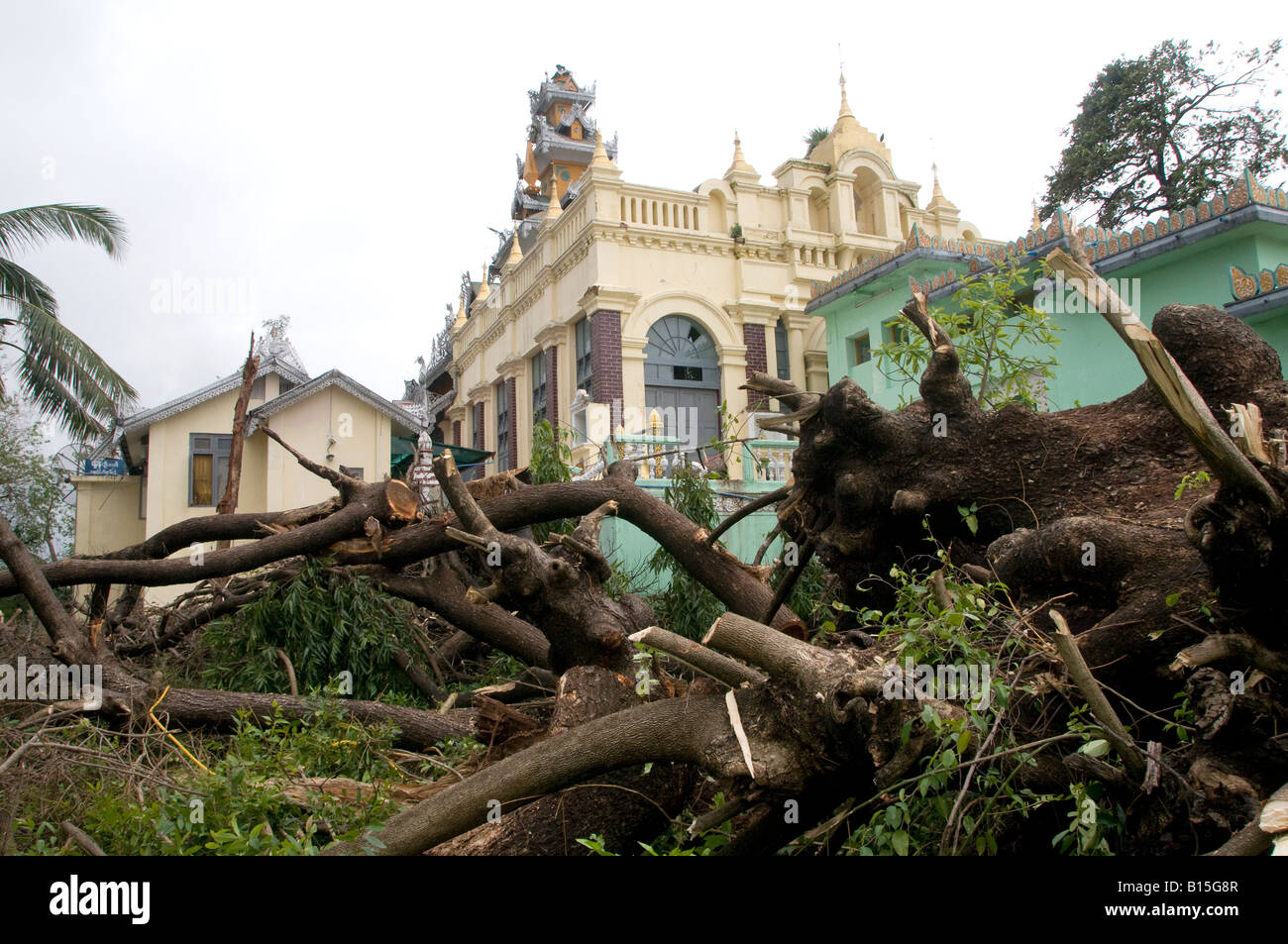 Fallen tree debris caused by Cyclone Nargis in Yangon, Myanmar, Burma ...