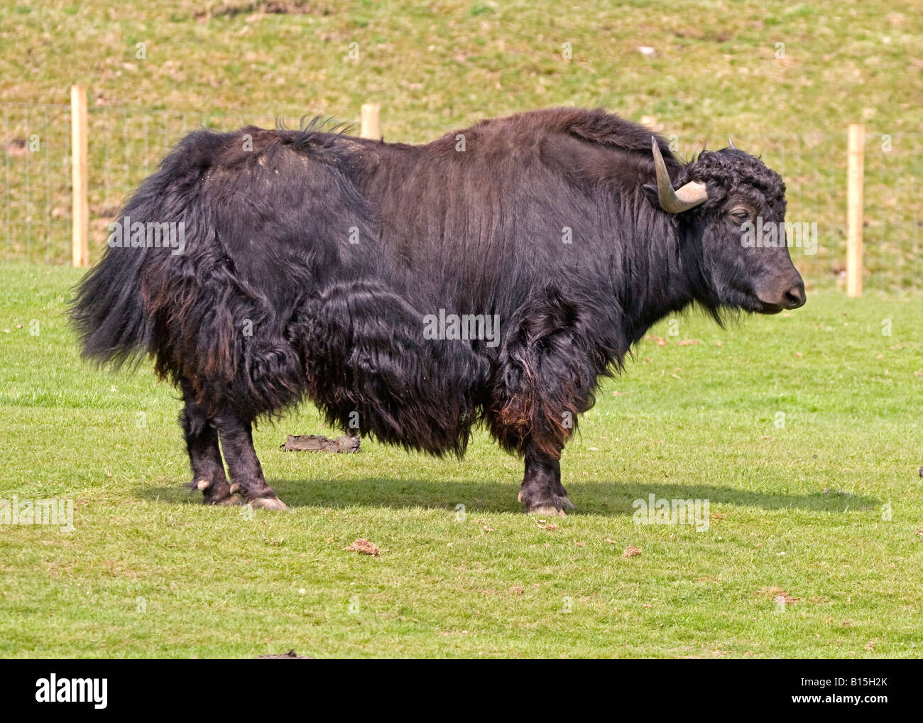 YAK Bos grunniens Stock Photo - Alamy