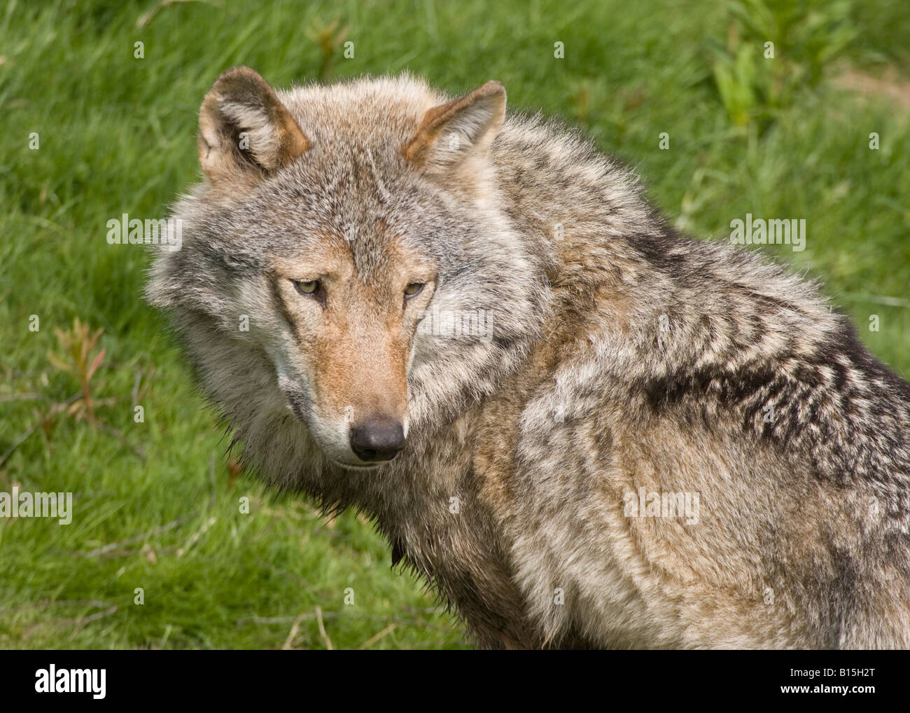 Gray wolf (Canis lupus Stock Photo - Alamy