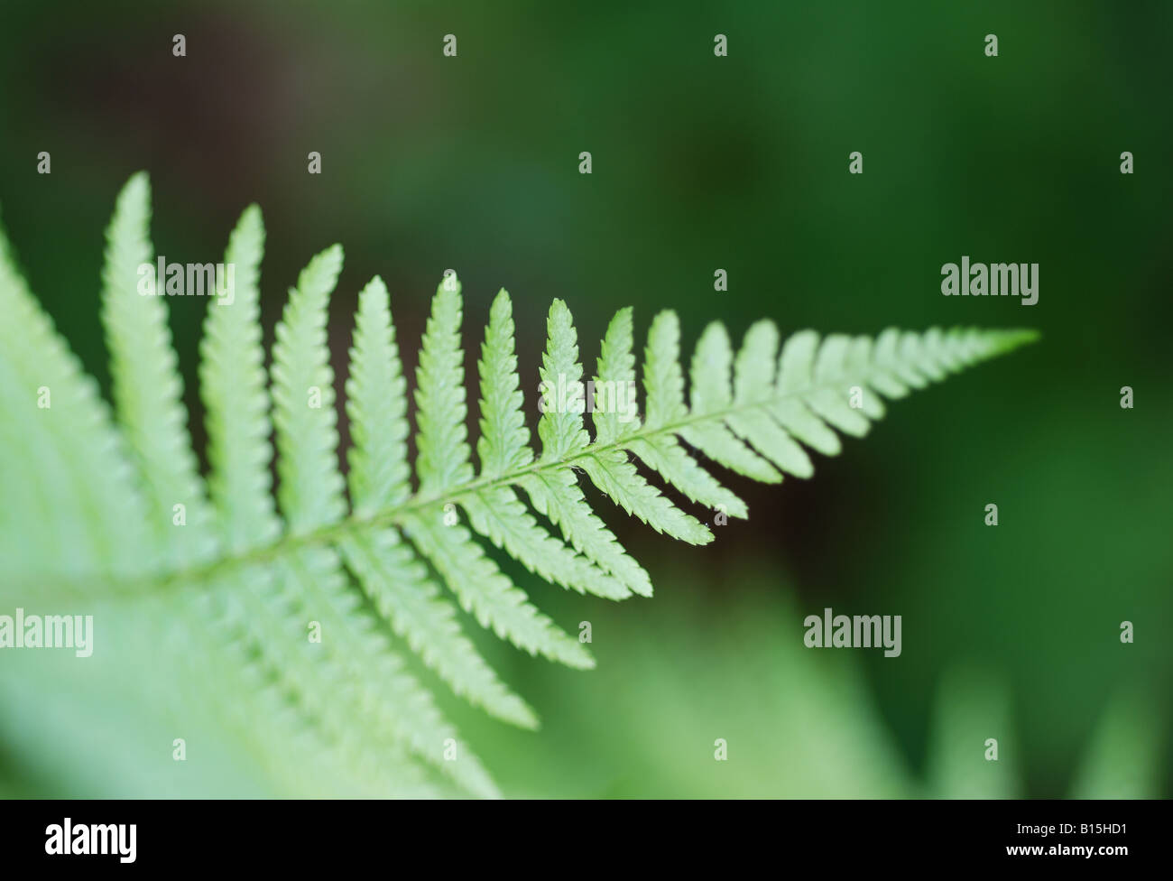 Pinnate fern frond hi-res stock photography and images - Alamy