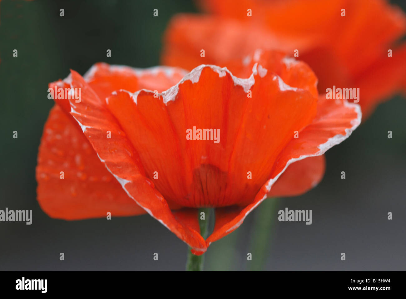 Close up with fire poppy flower Stock Photo - Alamy