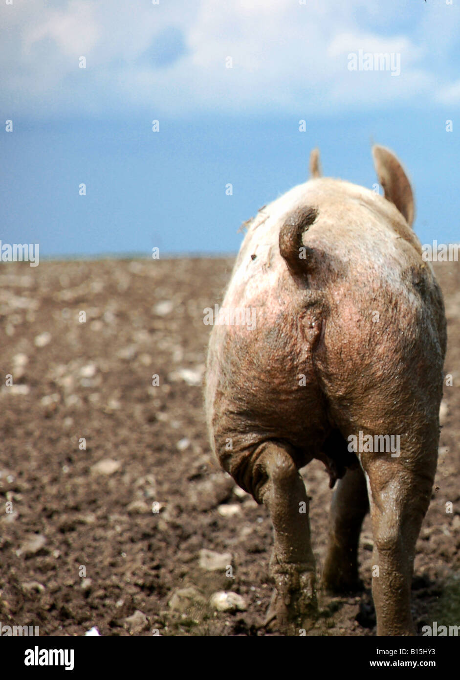 Pig running away Stock Photo - Alamy