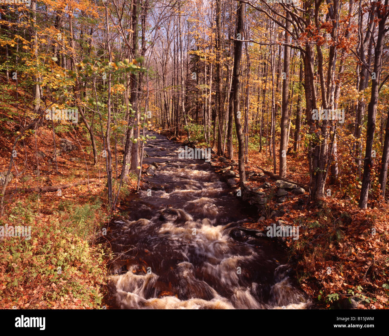 Brook Running Through Woods Stock Photo - Alamy