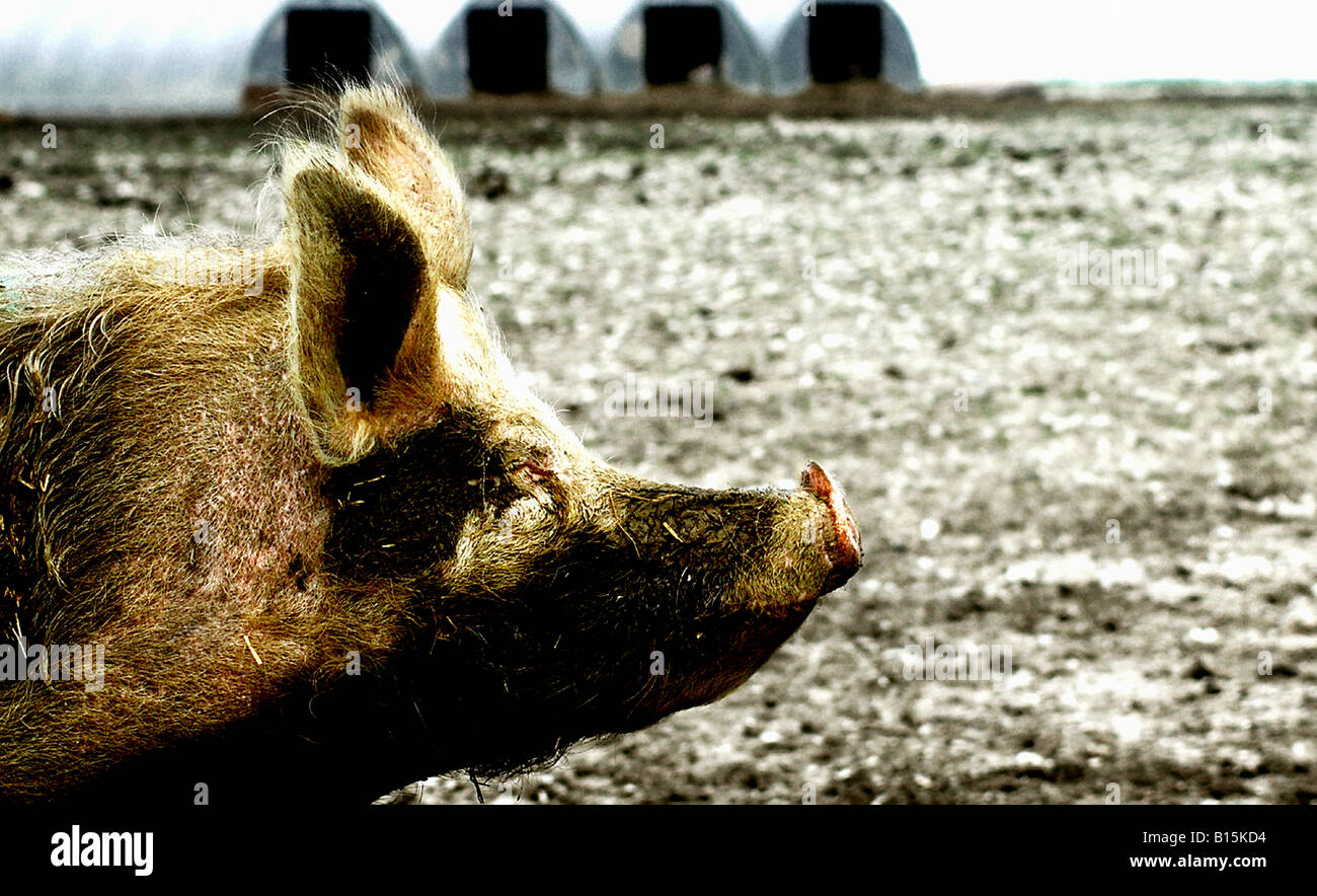 Farm pig sniffing the air Stock Photo - Alamy