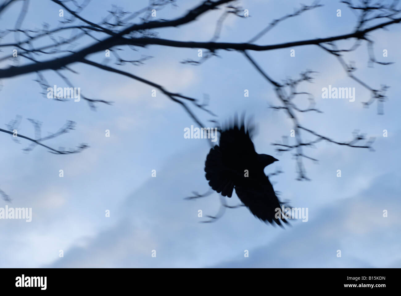 Crows fly hi-res stock photography and images - Alamy
