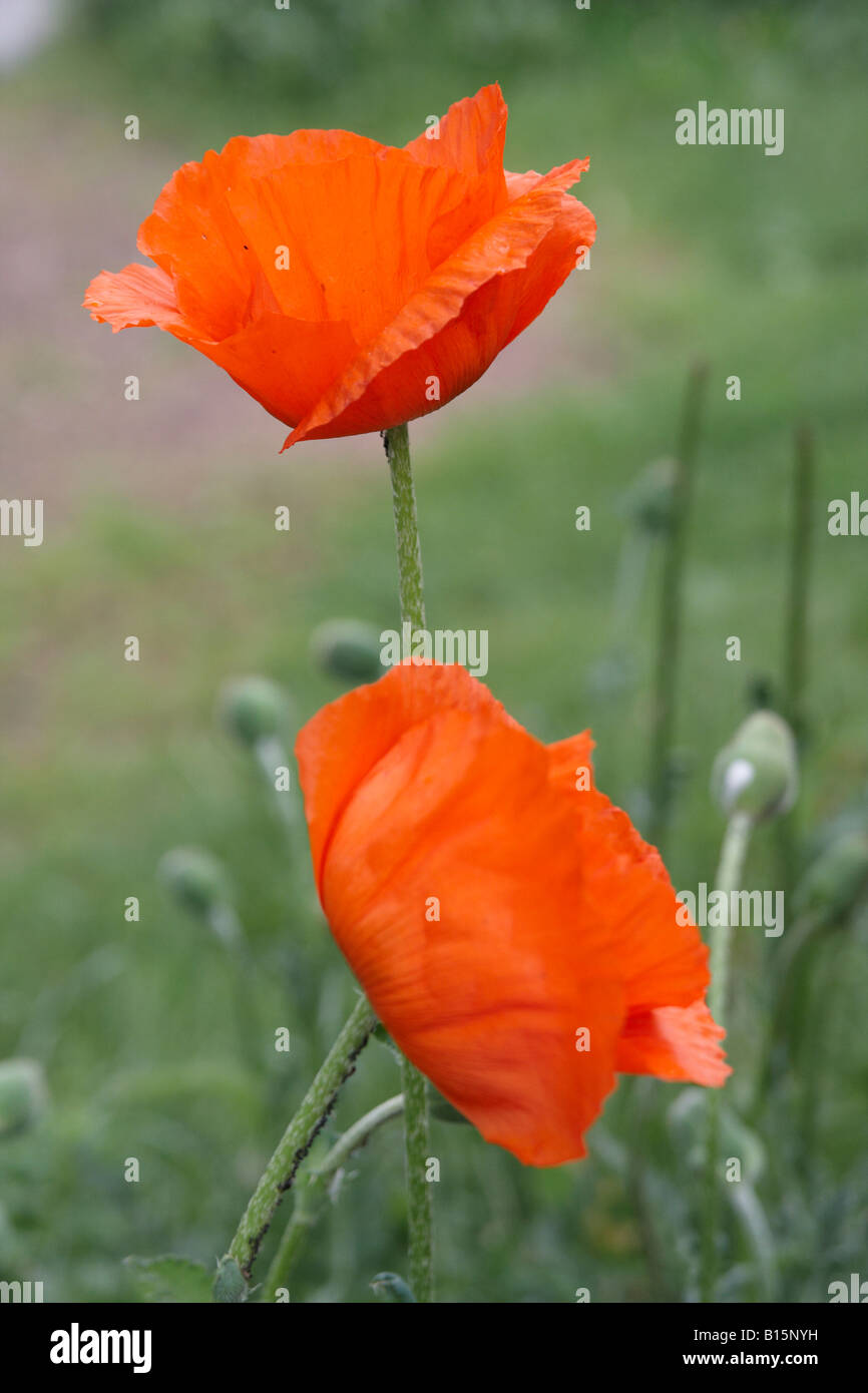 Close up with fire poppy flower Stock Photo - Alamy