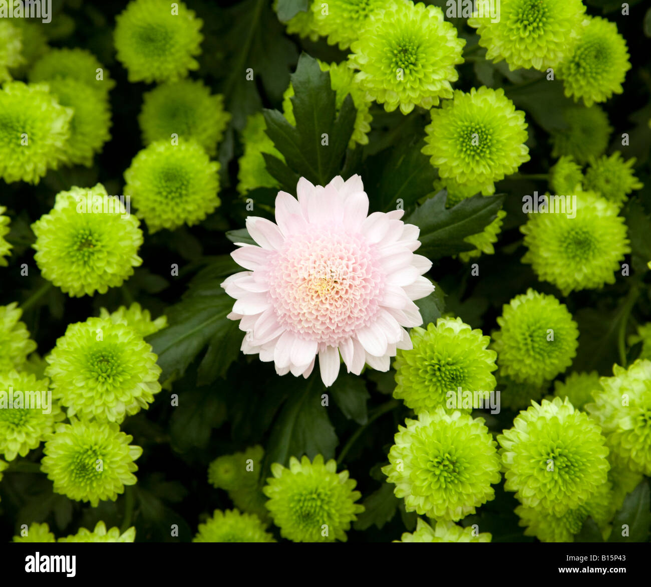 Green bloom shape hi-res stock photography and images - Alamy