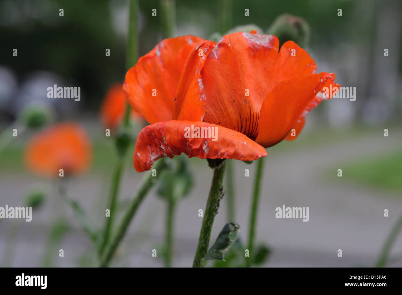 Fire poppy hi-res stock photography and images - Alamy