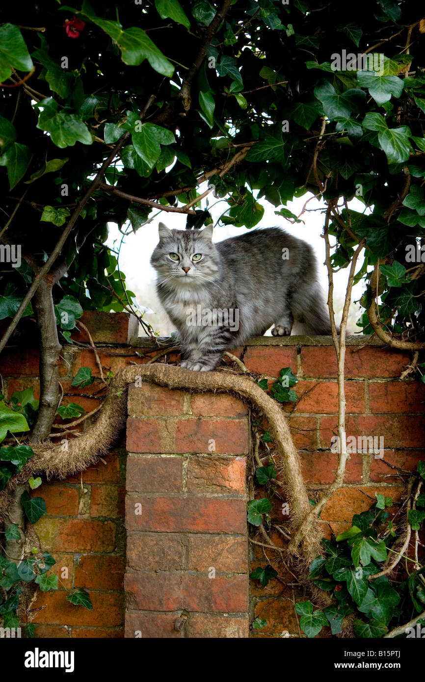 Domestic cat on a wall Stock Photo - Alamy