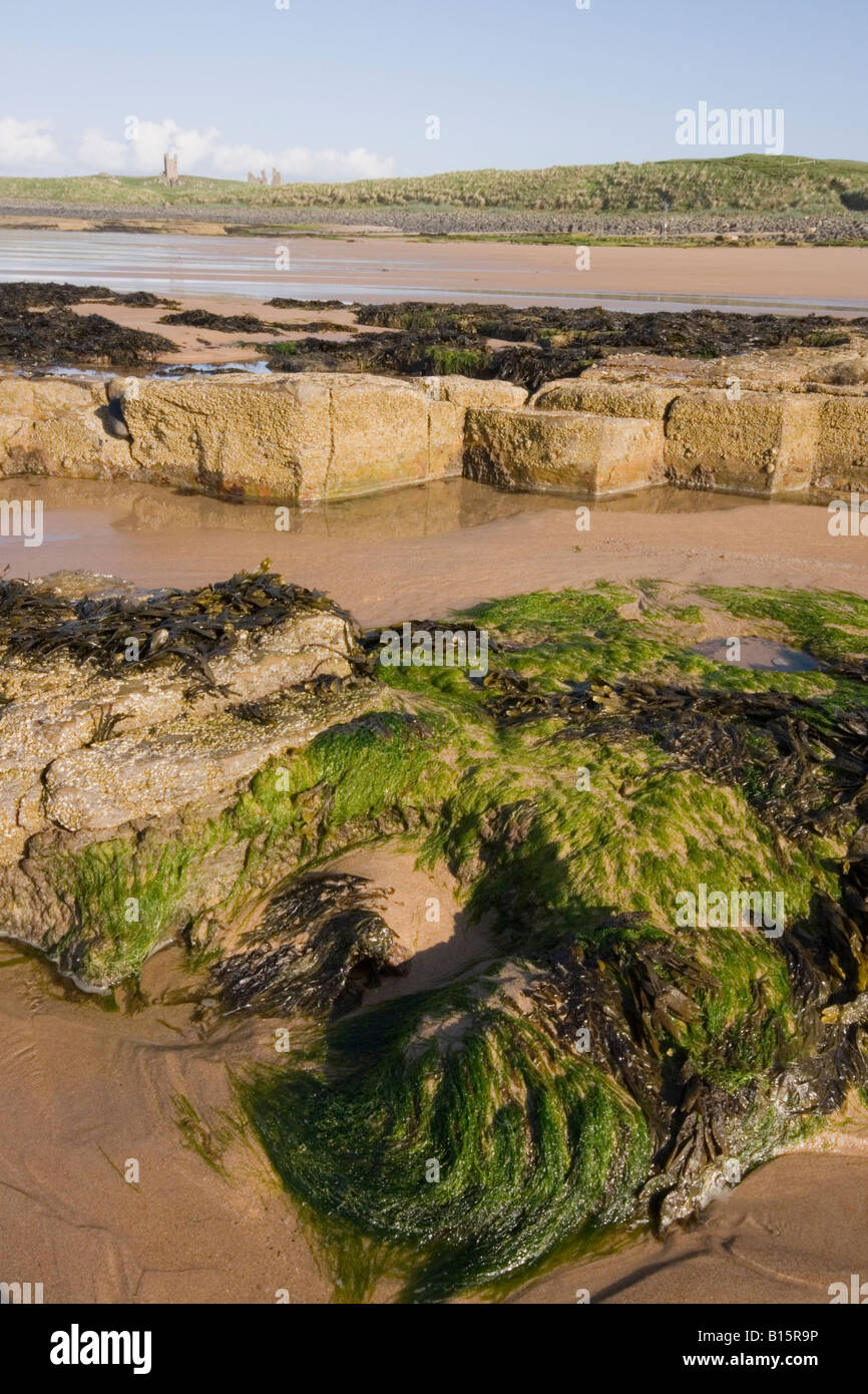 Dunstanburgh Castle from Dunstan Steads, Northumberland Stock Photo - Alamy