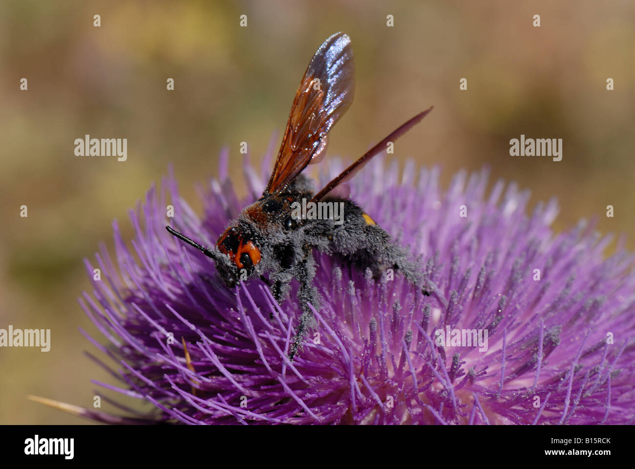 Large wasp hi-res stock photography and images - Alamy