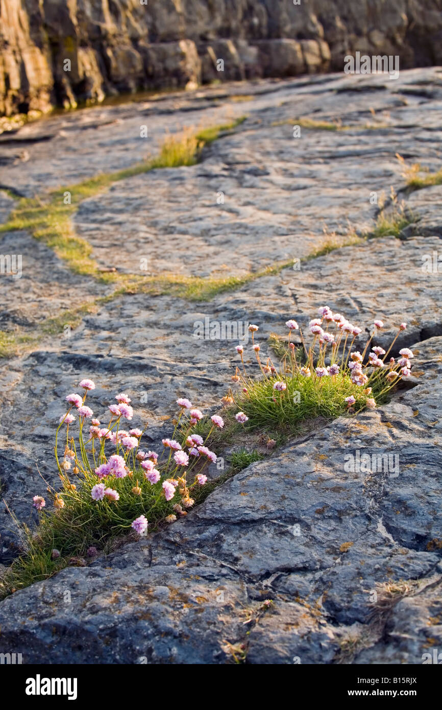 Growing between rocks hi-res stock photography and images - Alamy