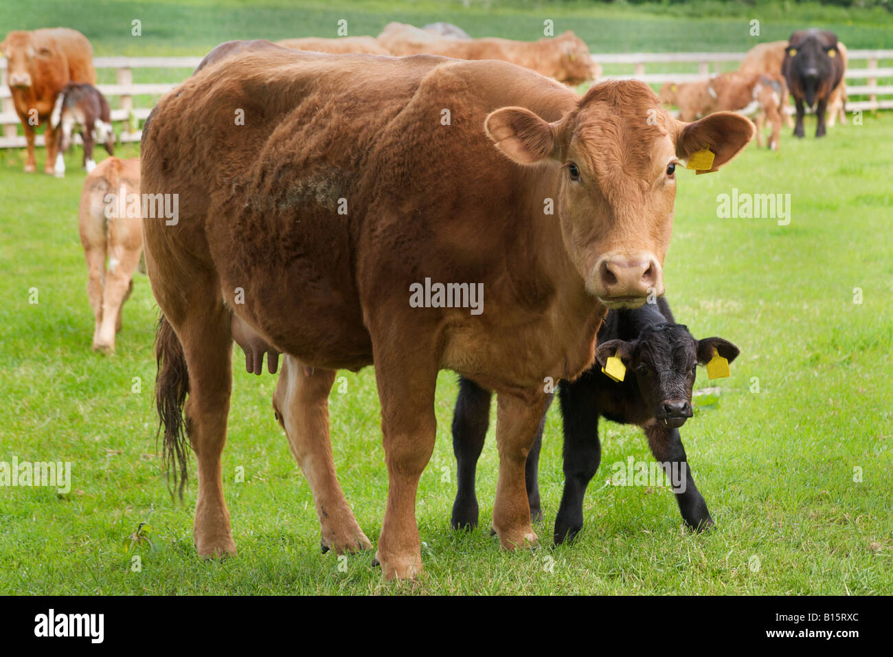 Cow with funny looking calf Stock Photo - Alamy