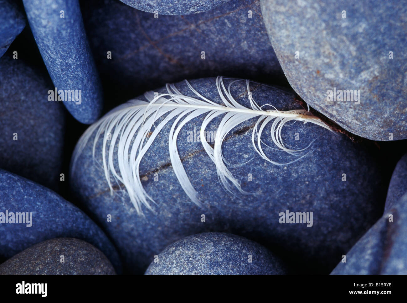 Between a rock and a hard place Beach stones and crushed feather Stock ...