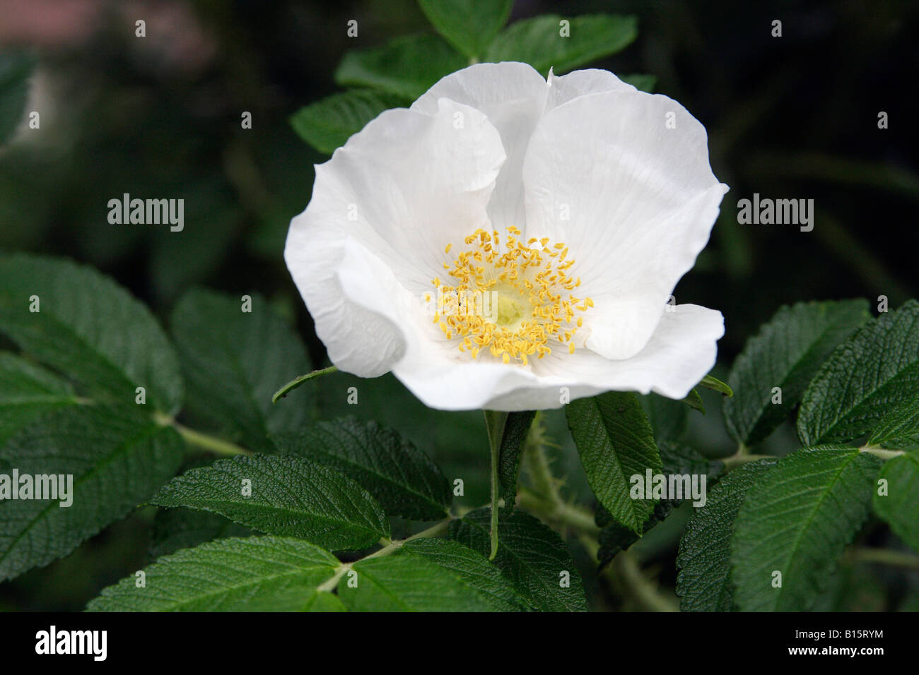 Close up with wild rose flowers during spring Stock Photo - Alamy