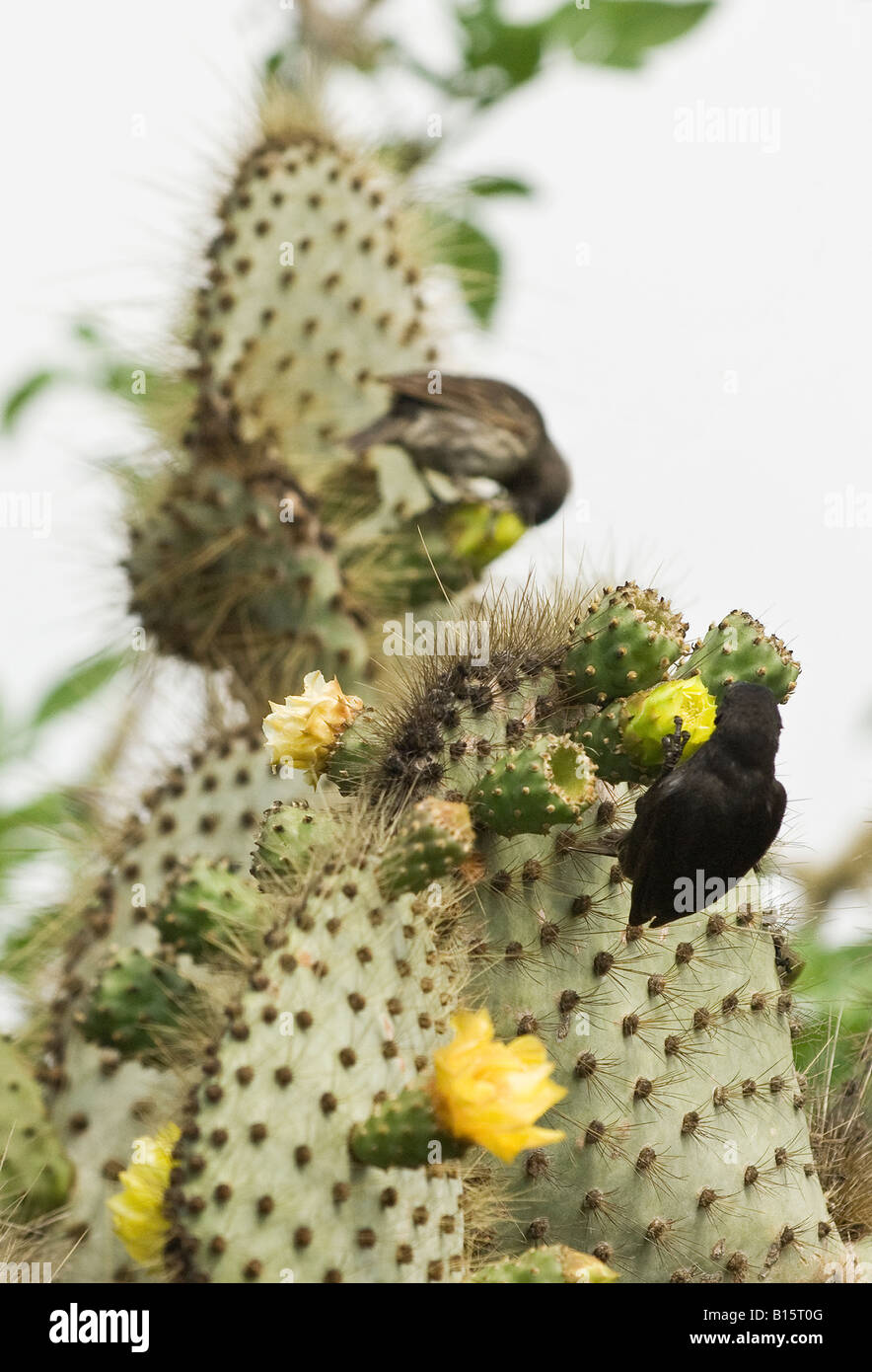 male and female cactus finch Stock Photo - Alamy