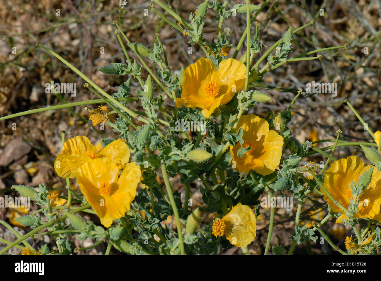 Yellow horned poppy Glaucium flavum flowers and long seedpods Crete ...