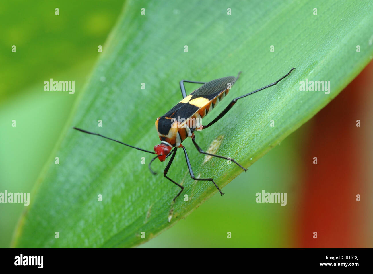 pyrrocorus emictera insecta insect pirrocoro emitteri insetti Hacienda ...