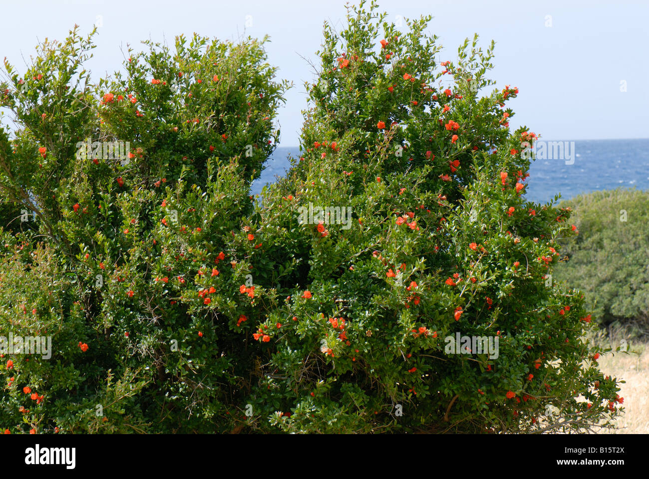 Flowering pomegranate tree Crete Stock Photo - Alamy