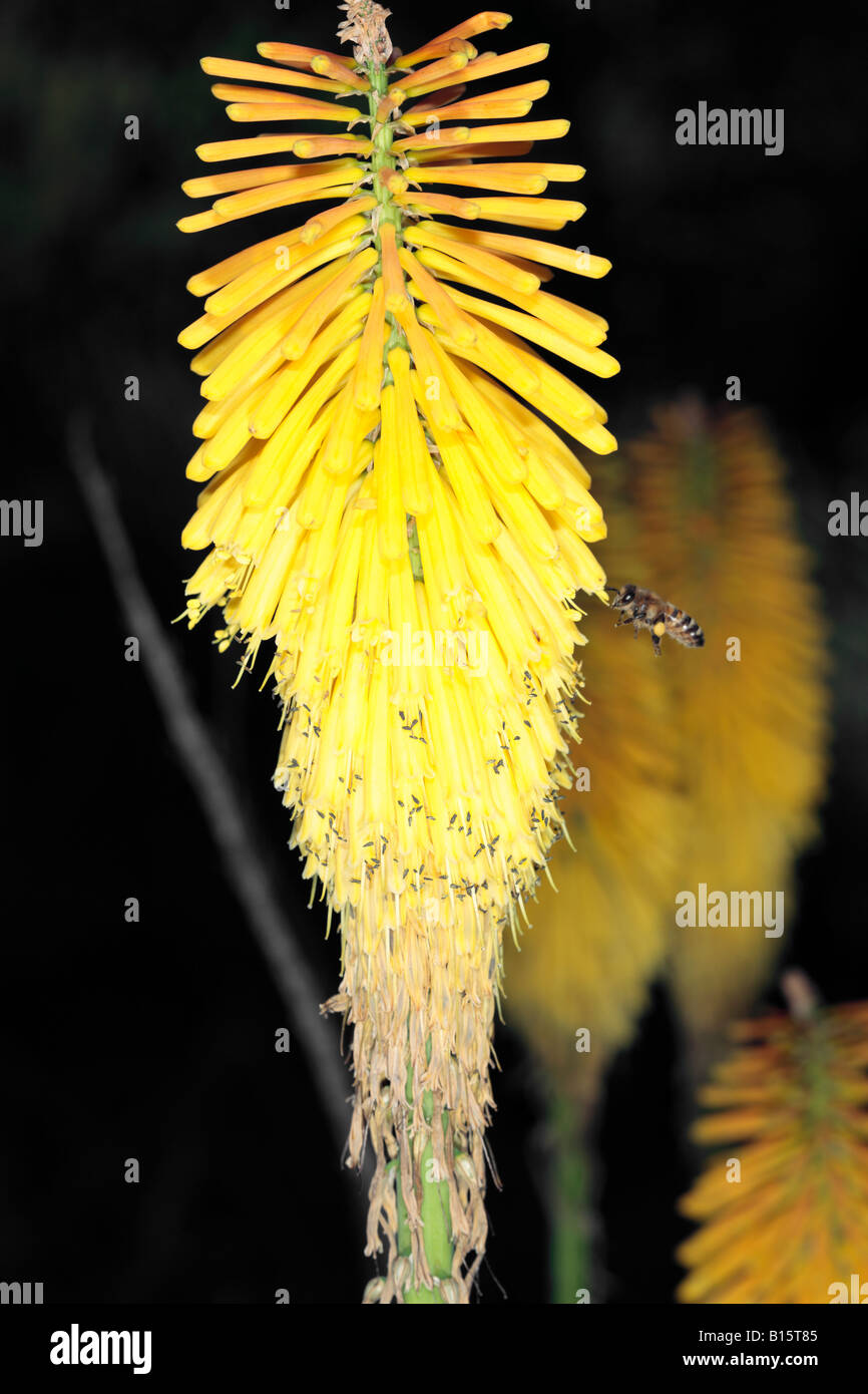 Flying Honey Bee with large Pollen Sacs about to alight on a Pole Poker ...