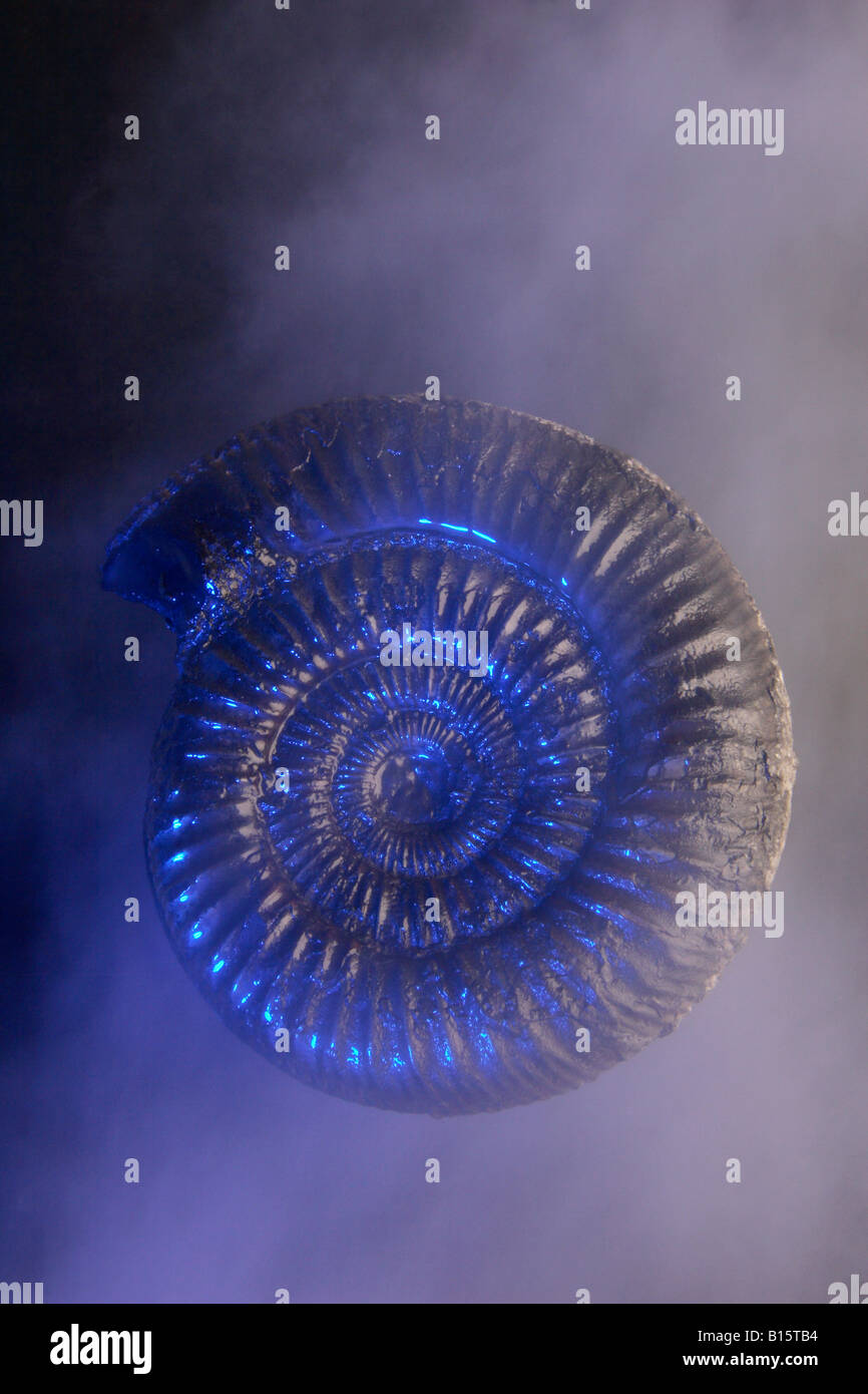 British ammonite hi-res stock photography and images - Alamy
