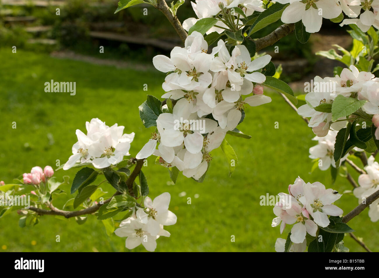 Apple blossom flowers early spring Stock Photo - Alamy