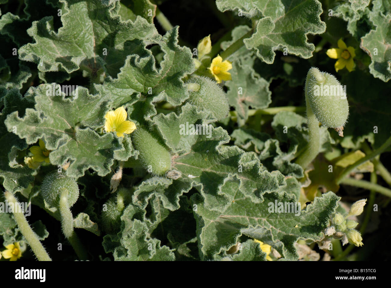 Squirting cucumber hi-res stock photography and images - Alamy
