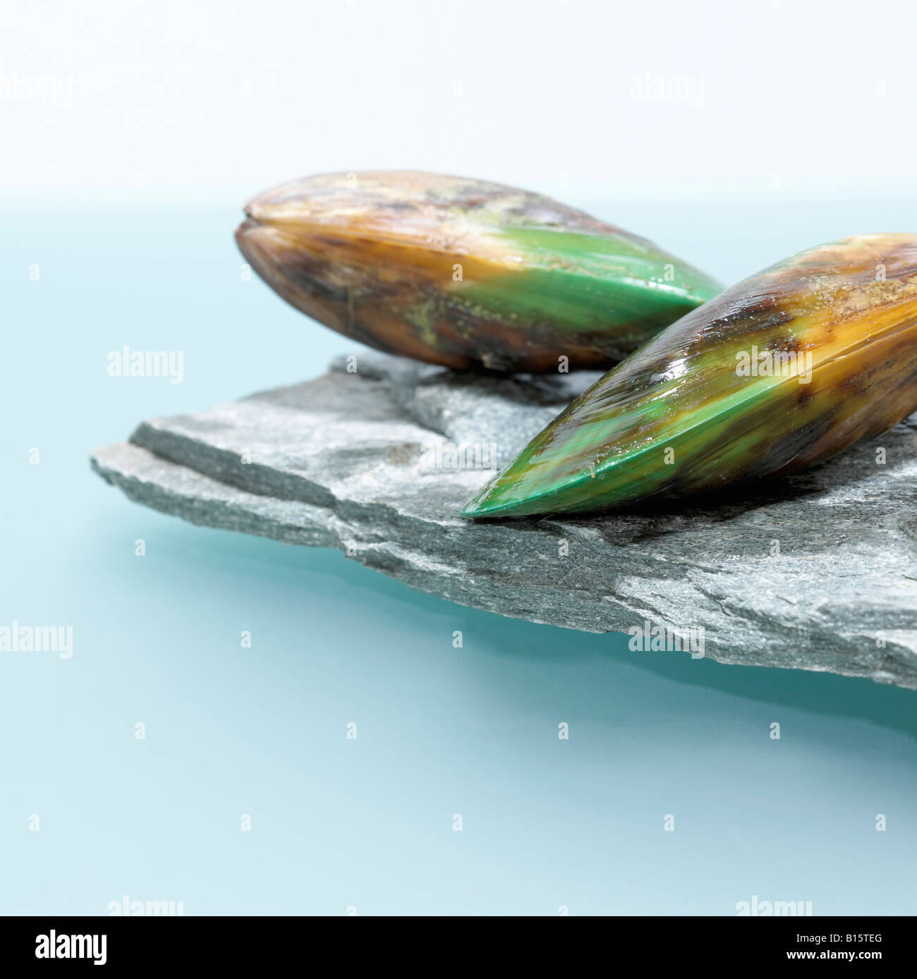 Green lipped mussels (Perna canaliculus), close-up close-up Stock Photo ...