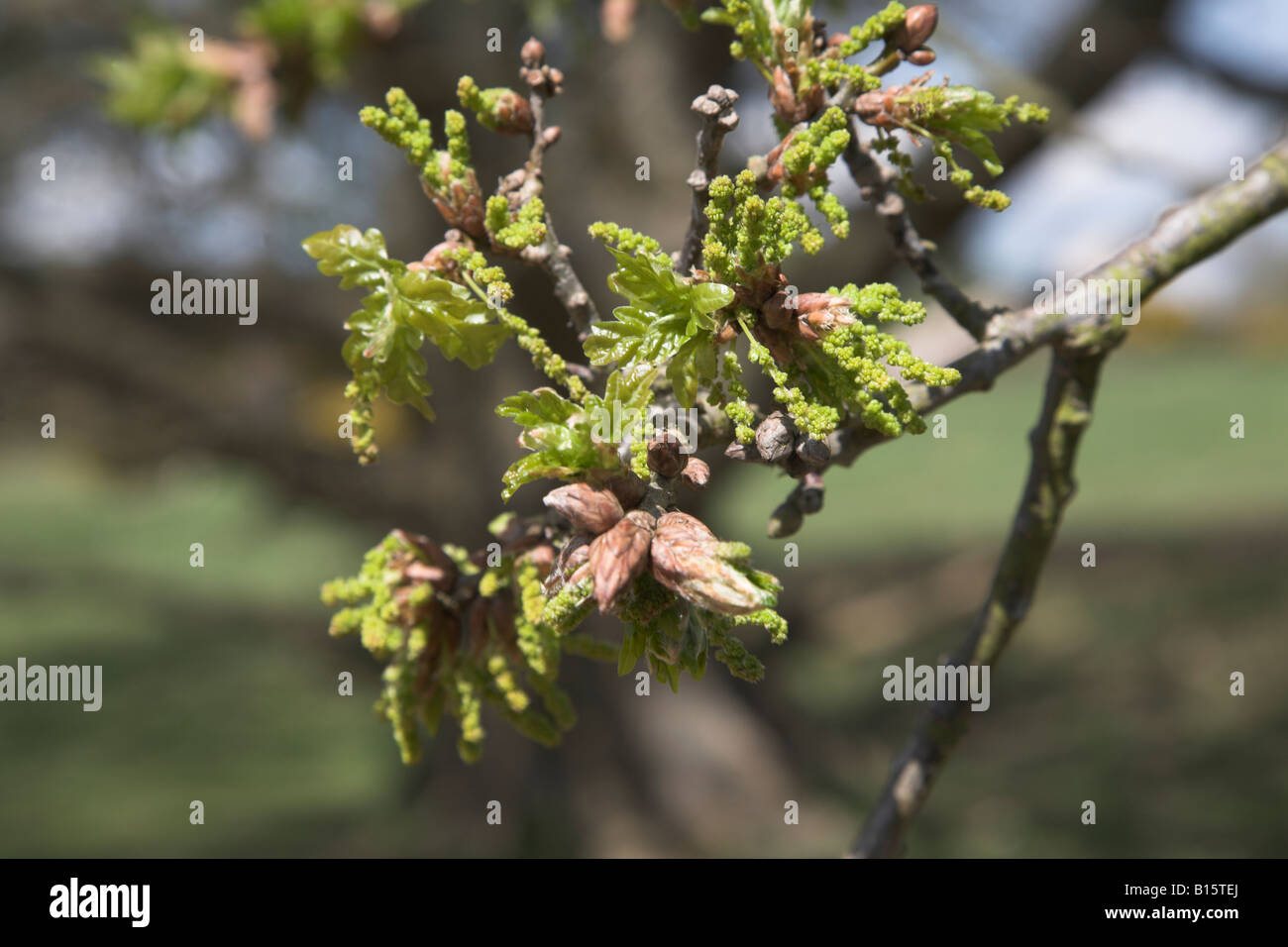 Oak Tree Buds In Spring at Alice Manning blog