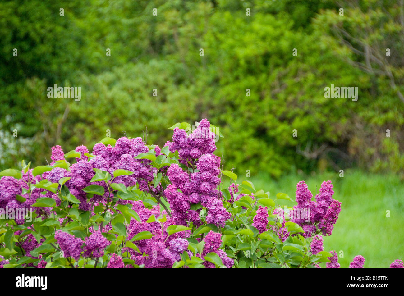 Lilac trees in a field Stock Photo - Alamy