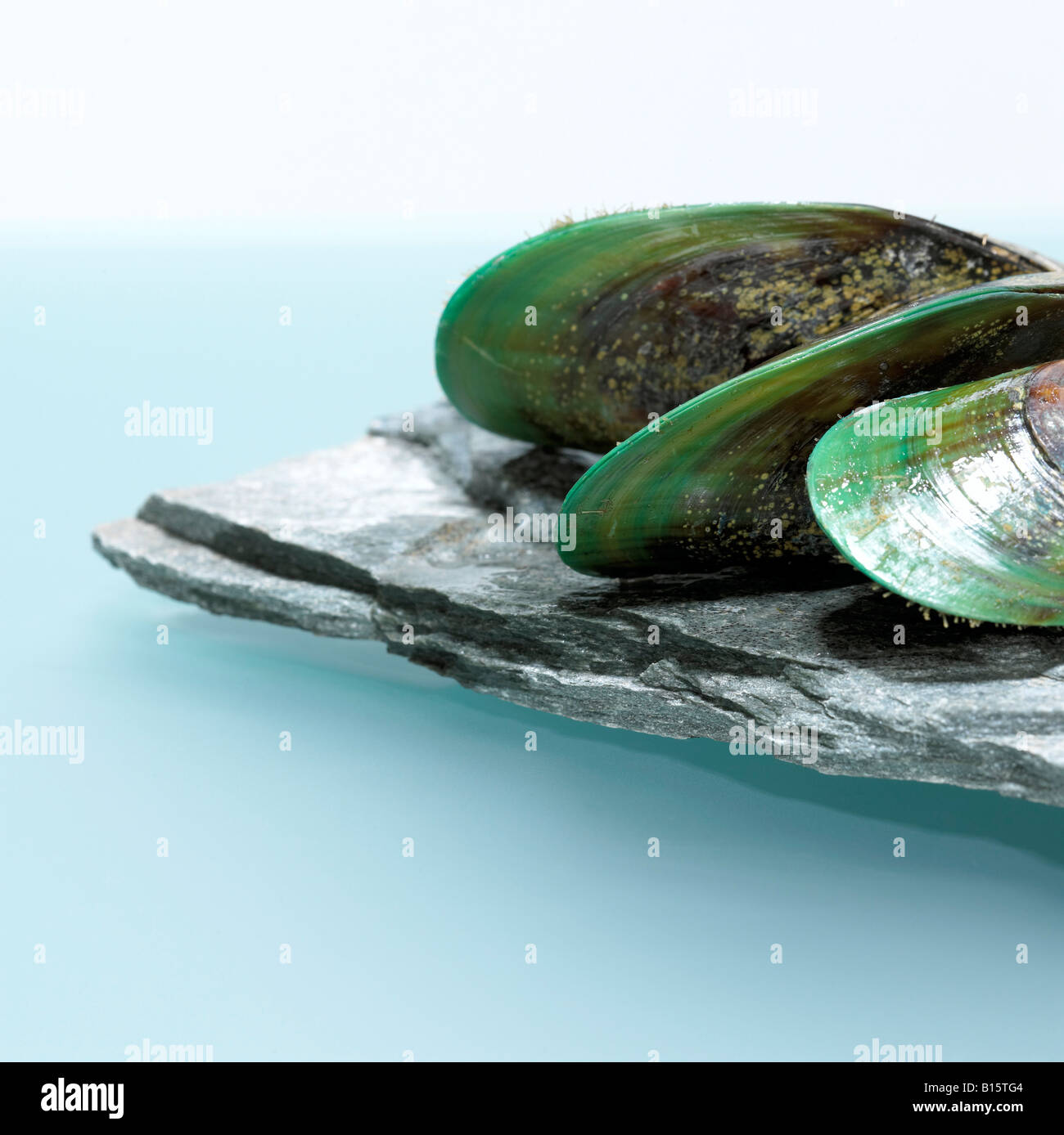 Green lipped mussels (Perna canaliculus), close-up close-up Stock Photo ...