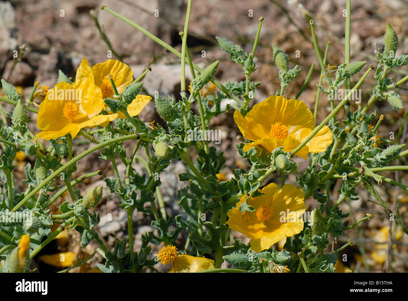 Yellow horned poppy Glaucium flavum flowers and long seedpods Crete ...