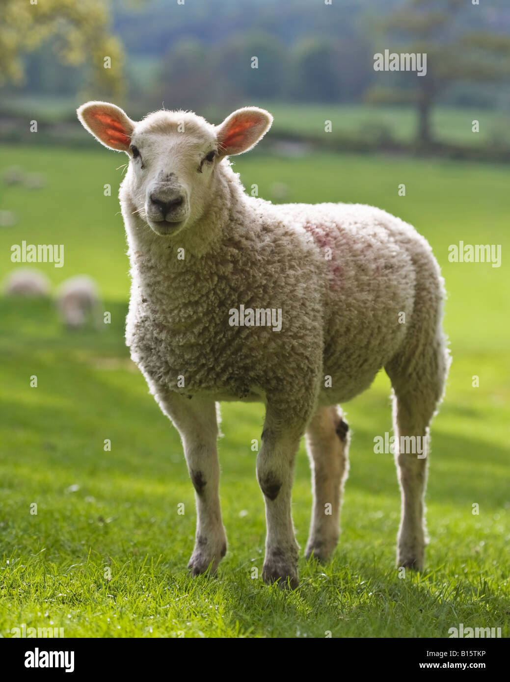 Spring lamb on a farm near Wall in Northumberland, England Stock Photo ...