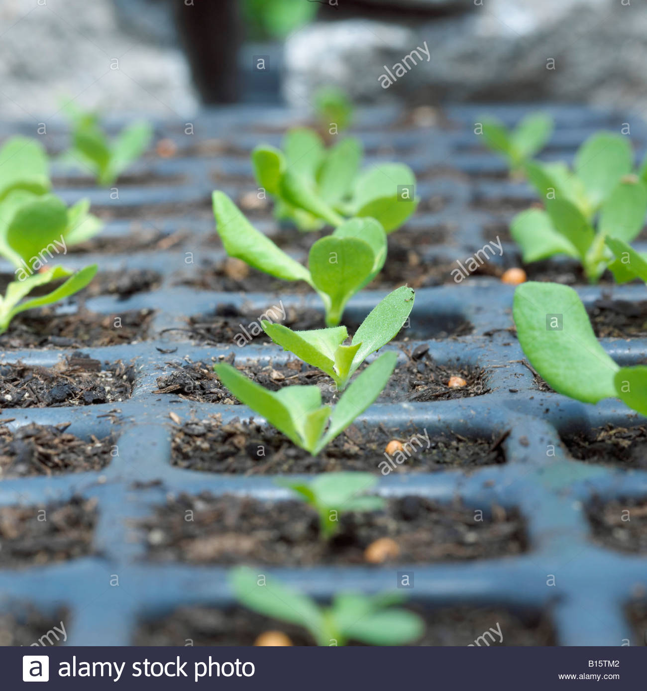Seedlings Stock Photos & Seedlings Stock Images - Alamy
