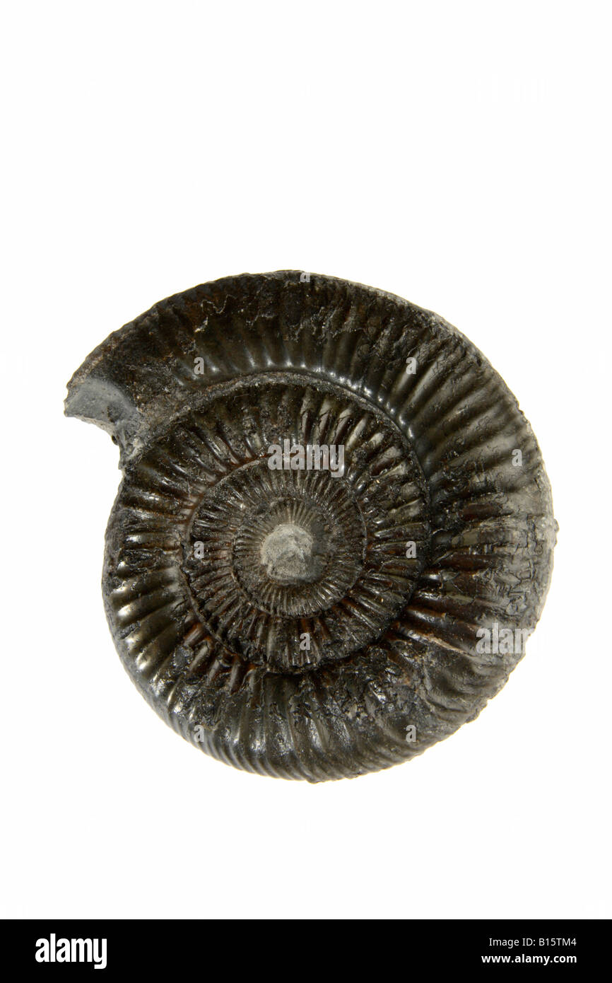Jurassic ammonite fossil in hi-res stock photography and images - Alamy