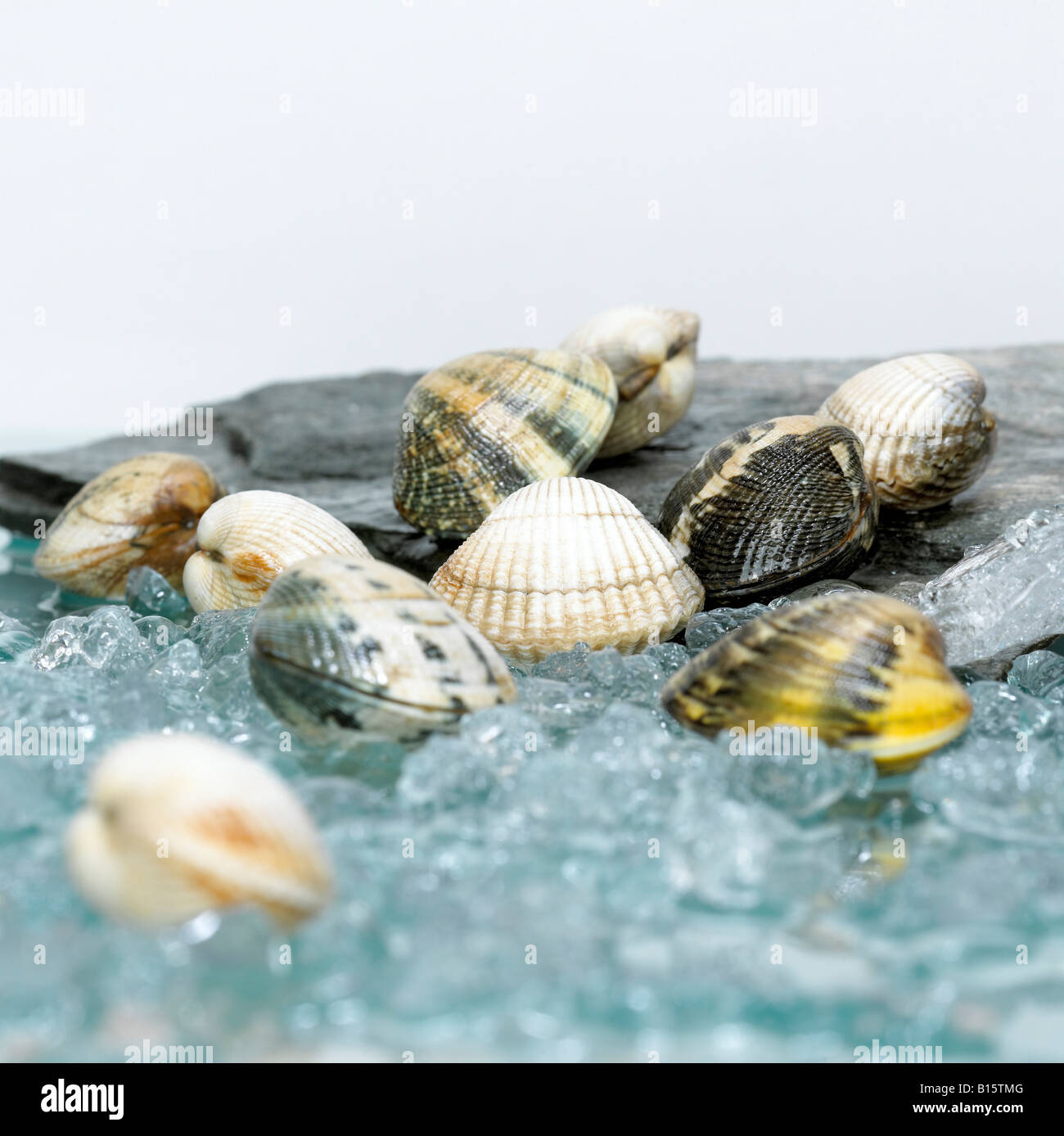 Type of cockle hi-res stock photography and images - Alamy
