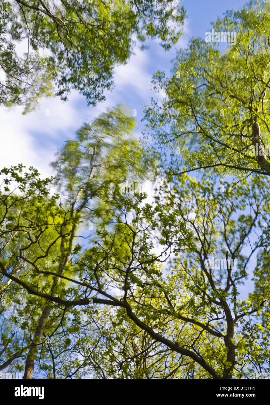 Trees blowing in the wind in East Wood near Acomb village in the Tyne ...